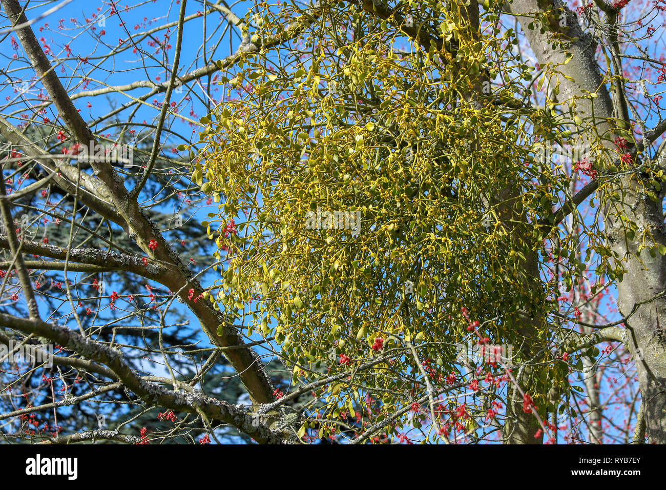 Misteltoe decoration hi-res stock photography and images - Alamy