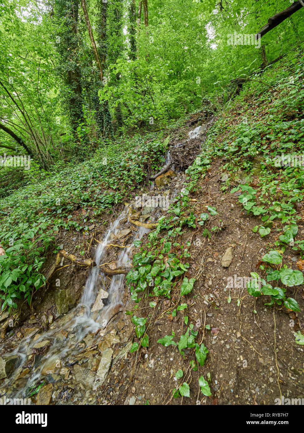 The stream flows down a mountainside in the spring forest. Mountains in ...