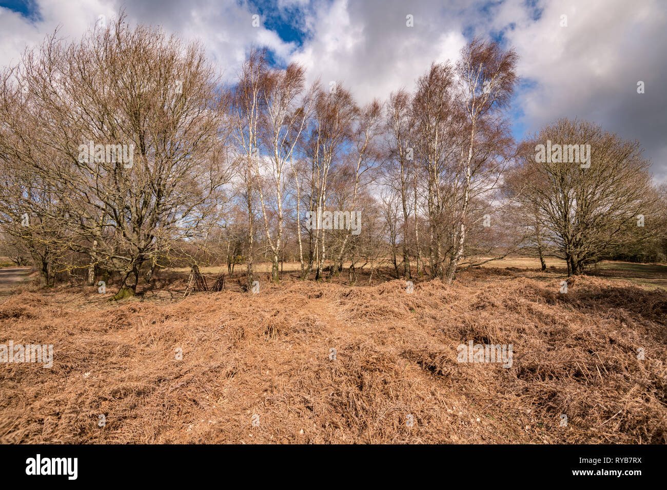 Silver birch on health land hi-res stock photography and images - Alamy