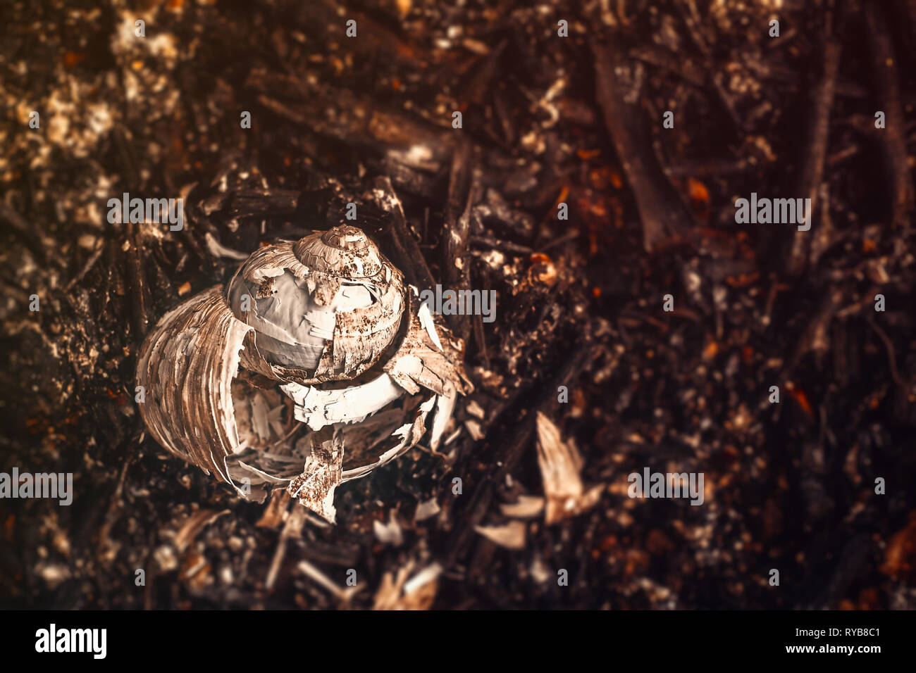 Burnt Snail Shell High Resolution Stock Photography and Images - Alamy