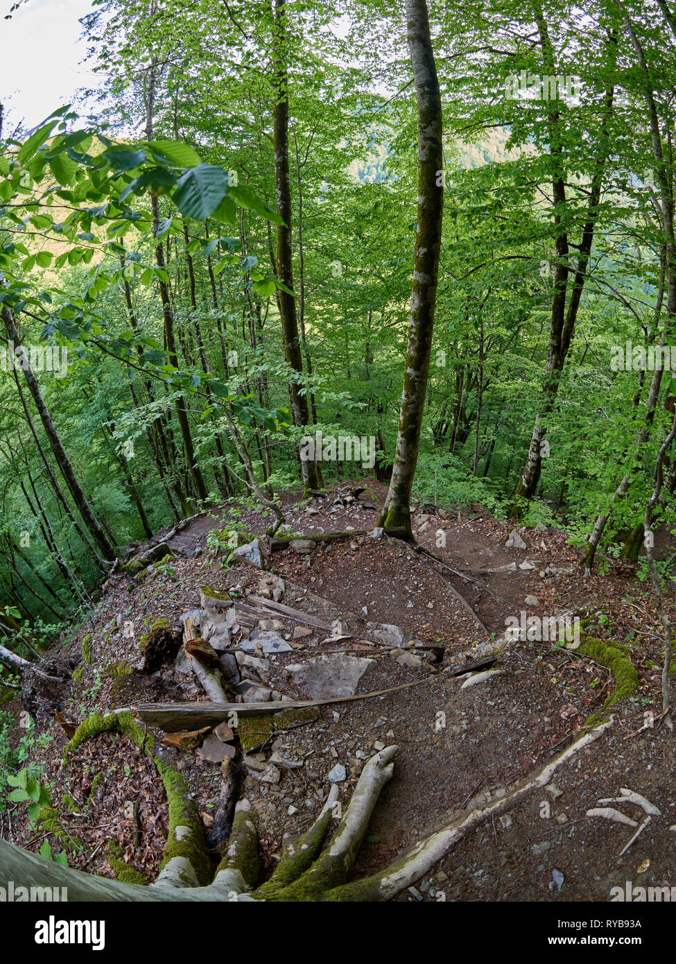 Steep Forest Hill Stock Photos & Steep Forest Hill Stock Images - Alamy