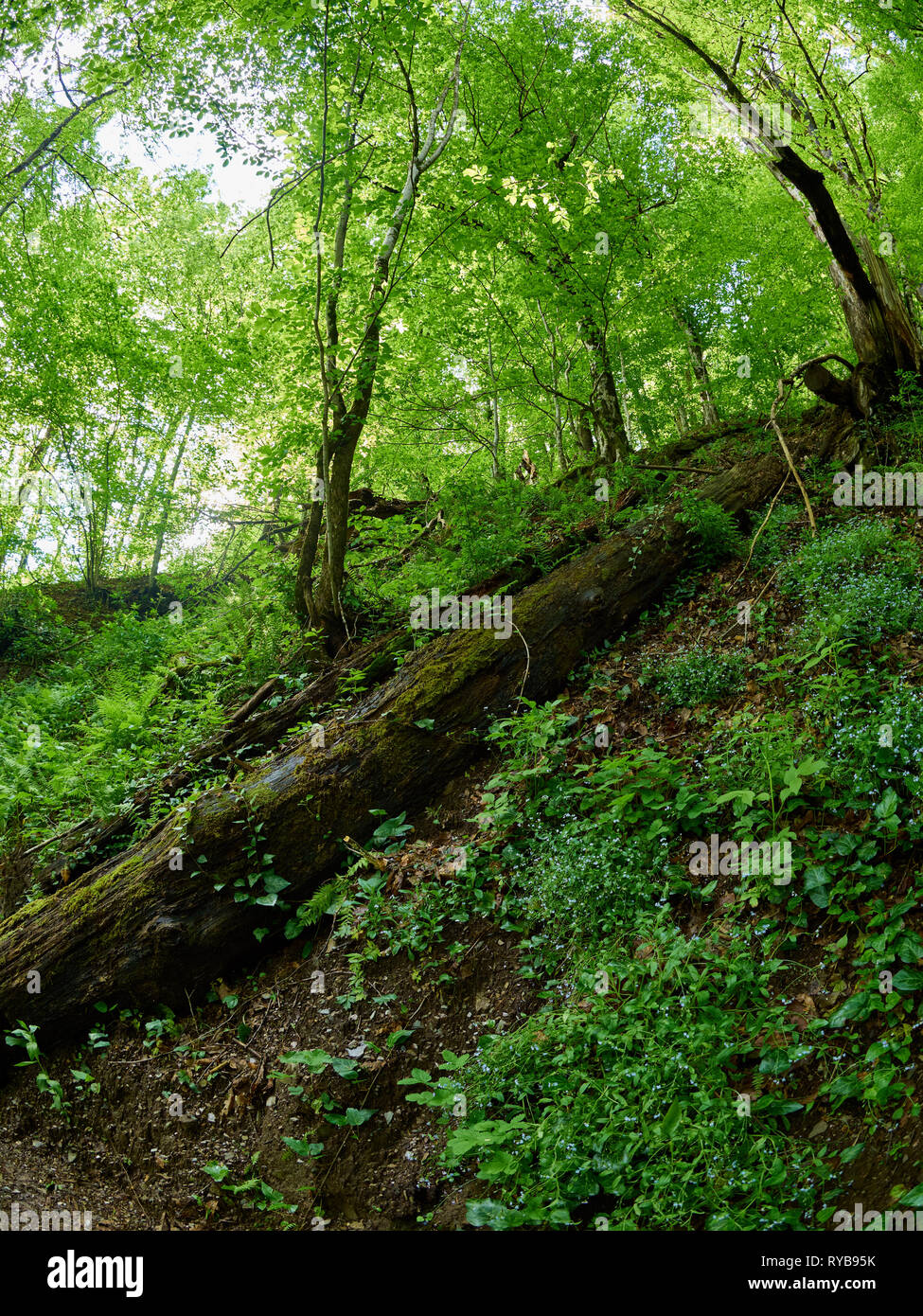 Moss Covered Fallen Tree Jungle High Resolution Stock Photography and ...