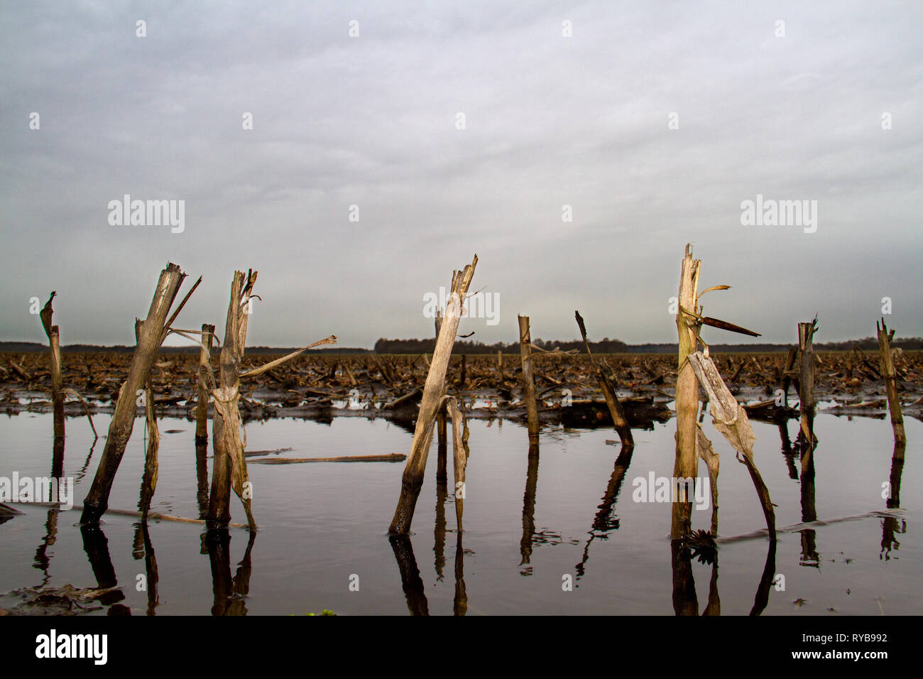 Flooded agricultural field hi-res stock photography and images - Alamy