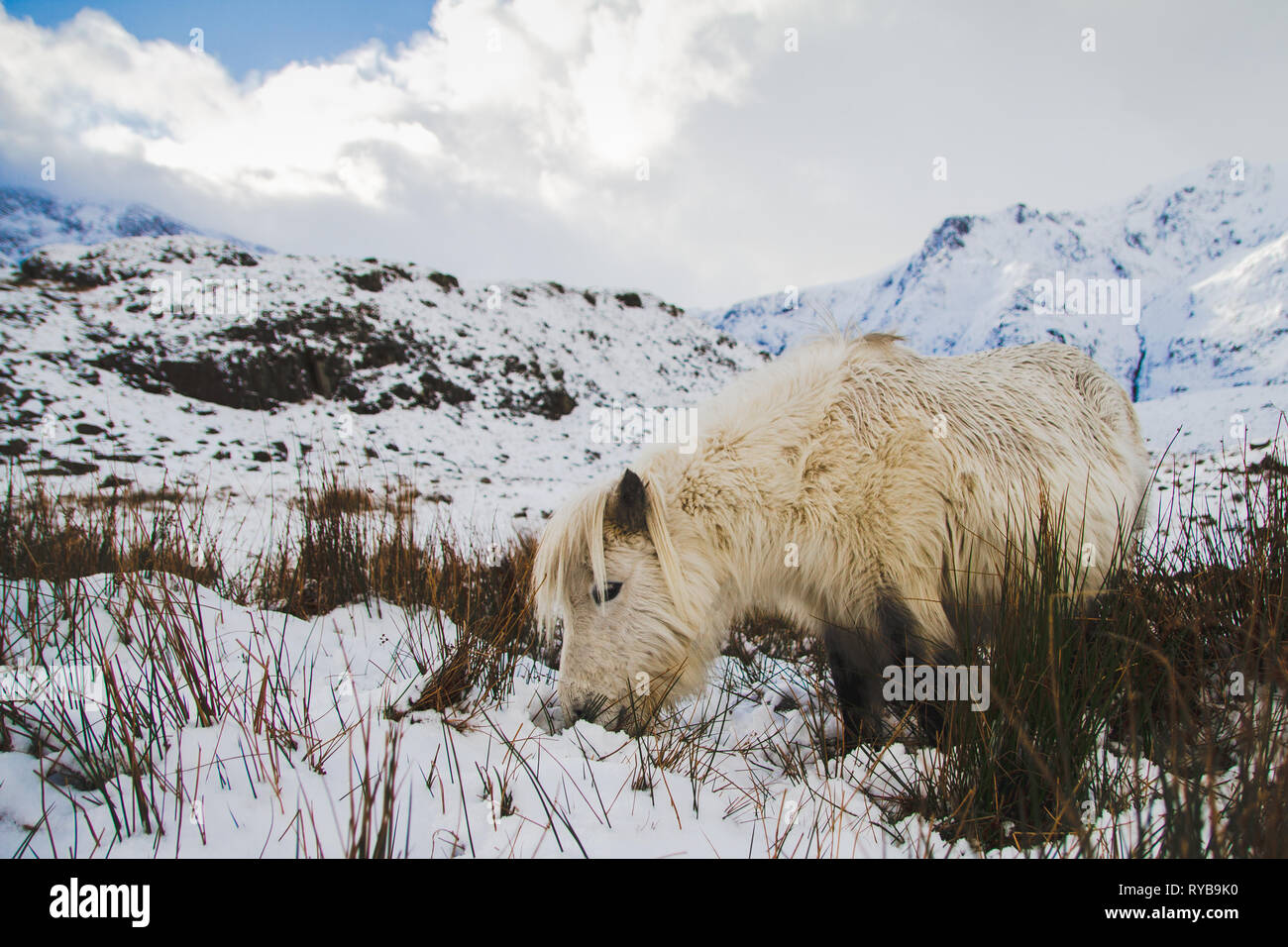 Wild Pony In Snowdonia, Wales Stock Photo - Alamy