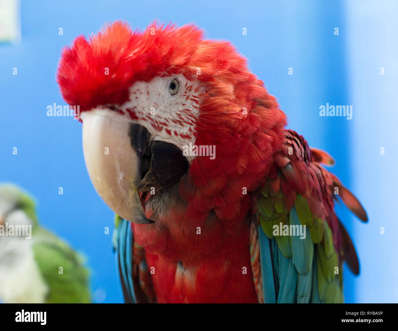 close up of big ara Stock Photo - Alamy