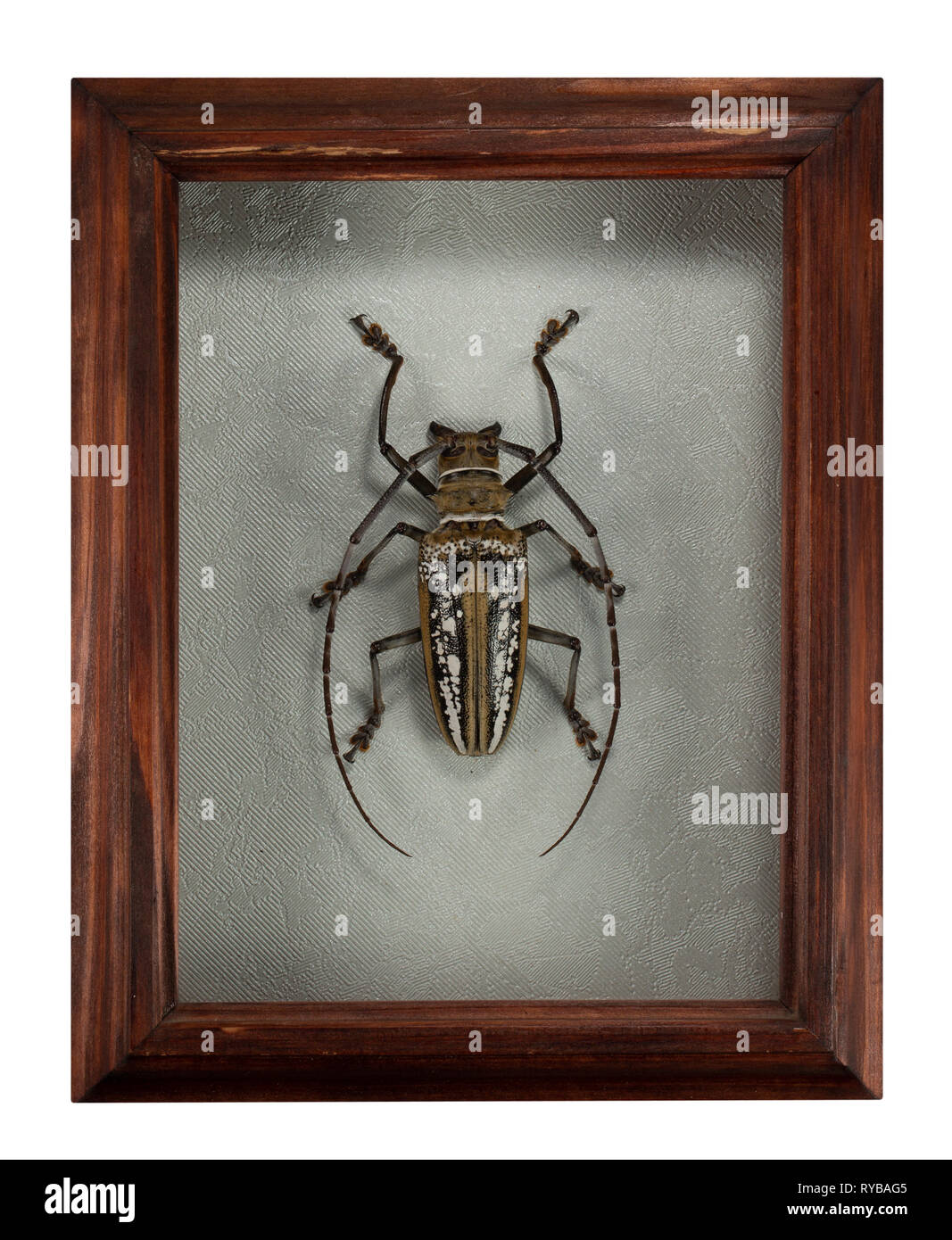 Batocera hi-res stock photography and images - Alamy