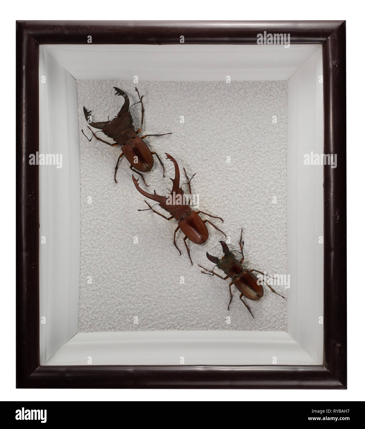 beetles cyclommatus pulchellus, eximius, lunifer in frame isolated on ...