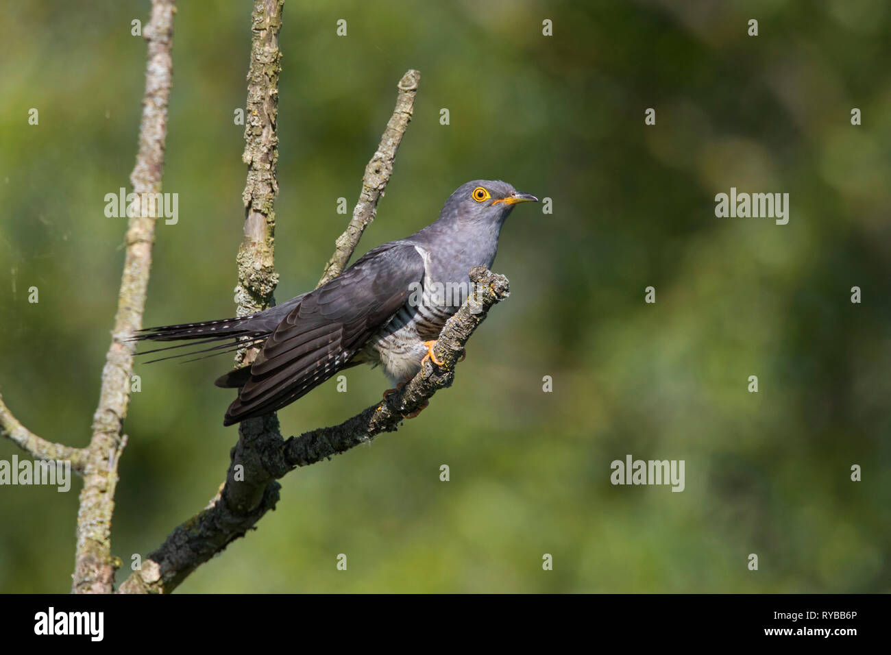 Common cuckoo (Cuculus canorus) male perched in tree in spring Stock ...