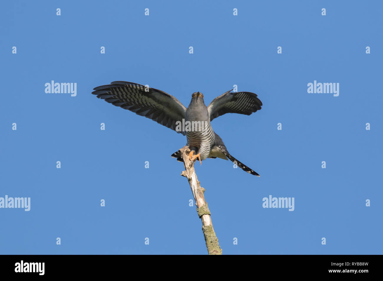 Common cuckoo (Cuculus canorus) male perched in tree in spring Stock ...