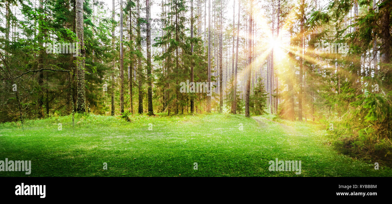 Forest nature background Stock Photo - Alamy