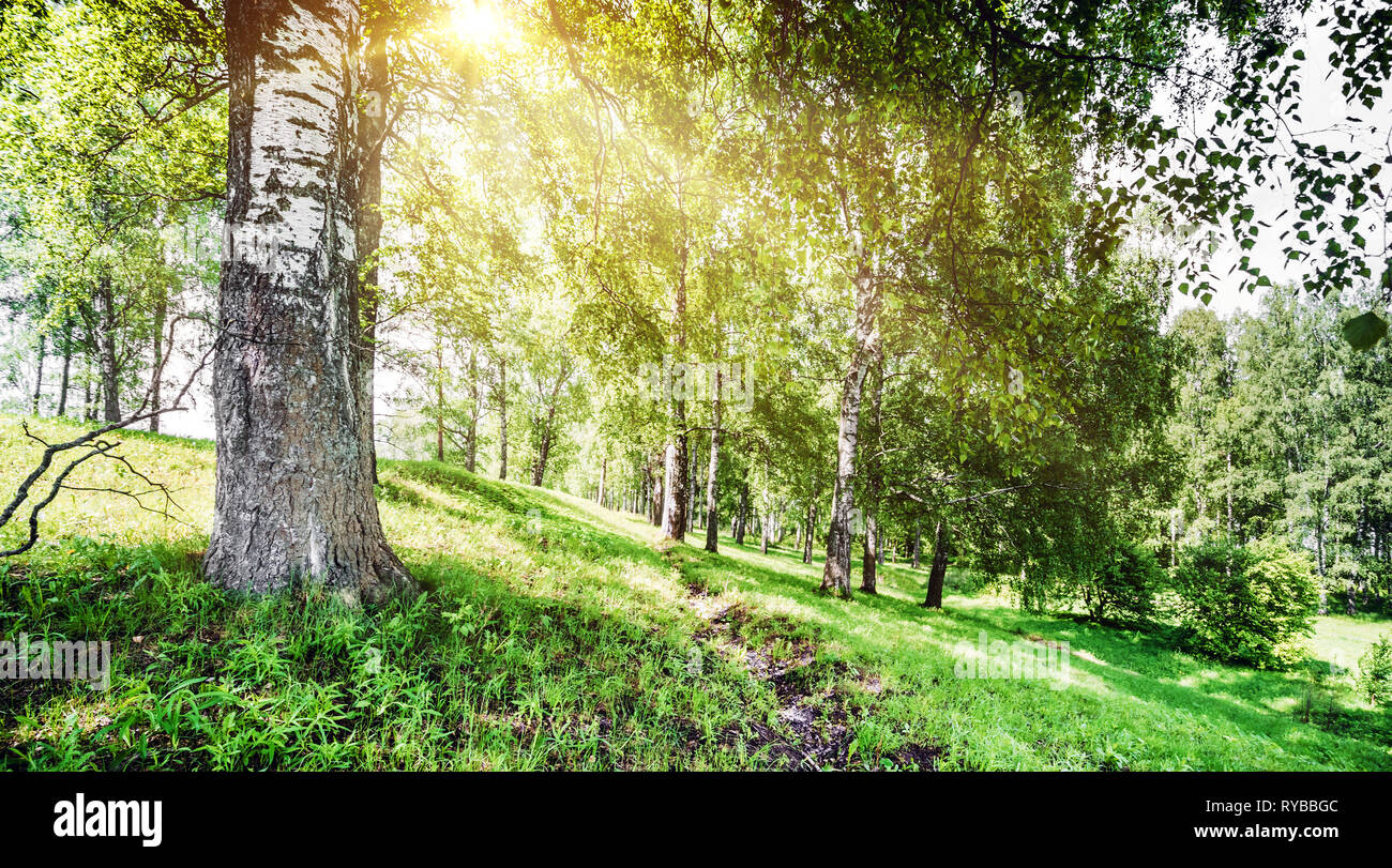 Beautiful park background Stock Photo - Alamy