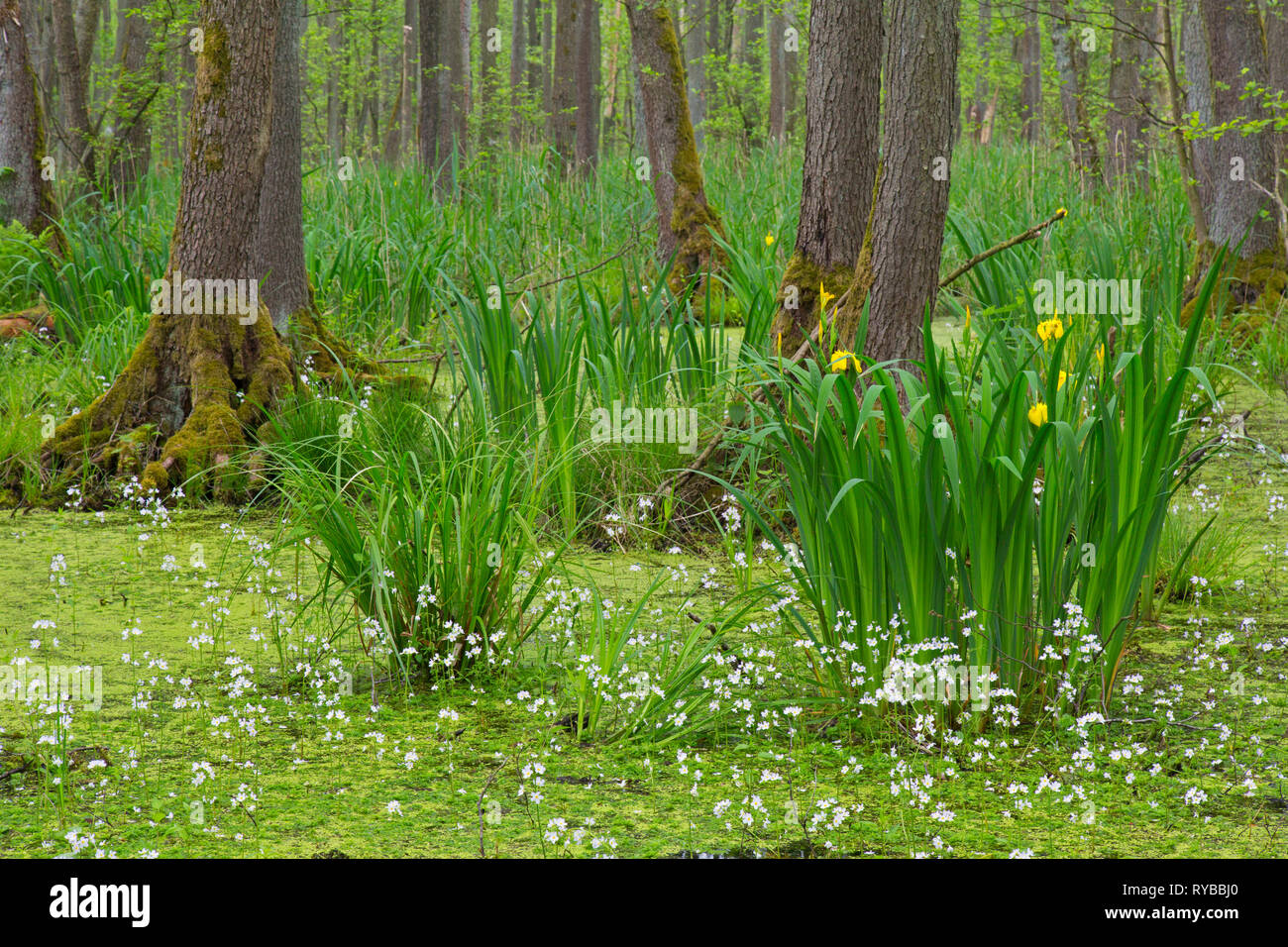 Black alder swamp forest hi-res stock photography and images - Alamy