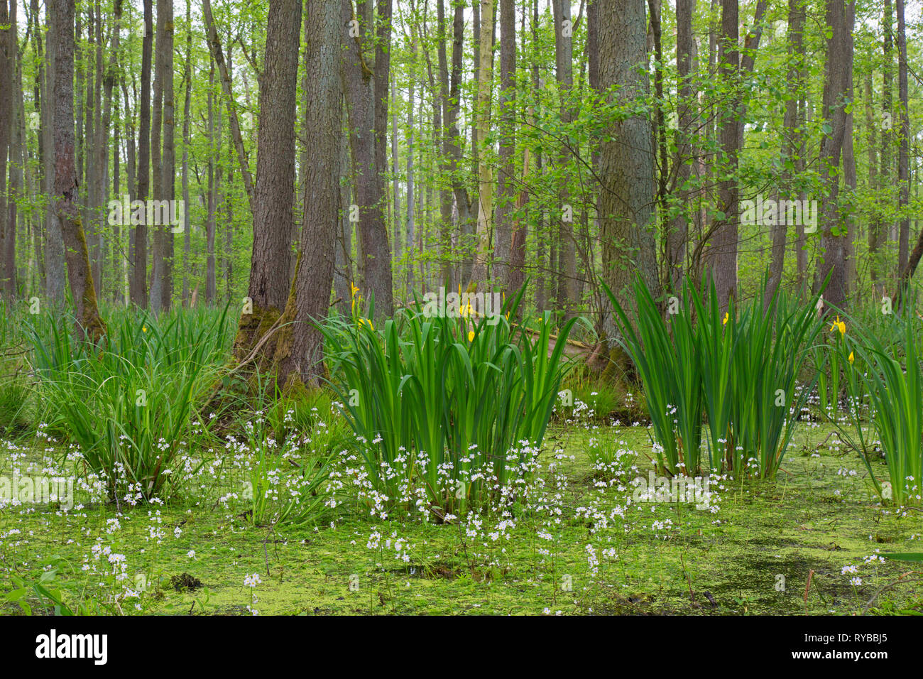 Black alder swamp forest hi-res stock photography and images - Alamy