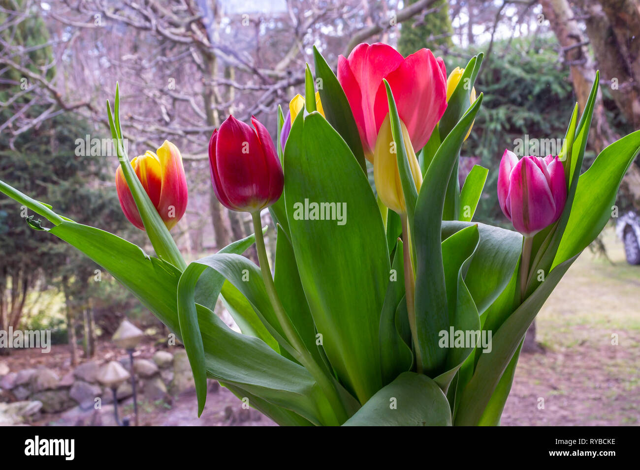 Spring colors of tulip flowers Stock Photo - Alamy