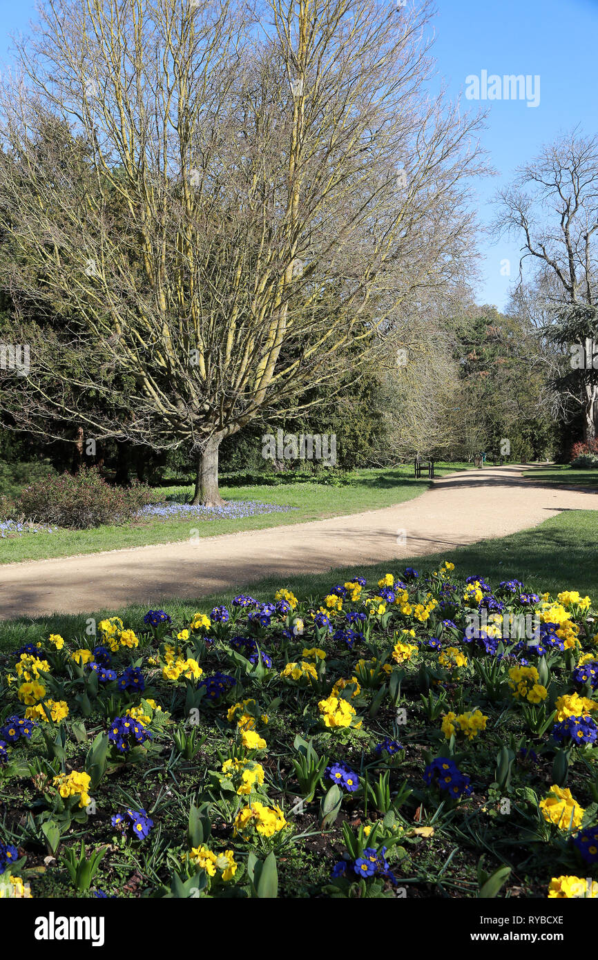 Spring flowers and trees without leaves by an empty path through Oxford ...