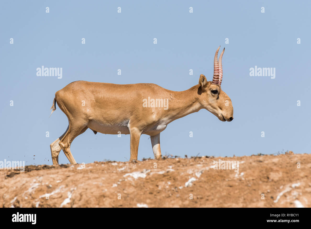 Powerful saiga male. Saiga tatarica is listed in the Red Book, Chyornye ...