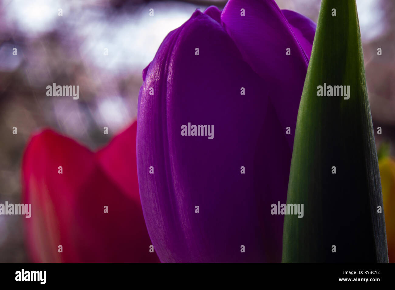 Spring colors of tulip flowers Stock Photo - Alamy