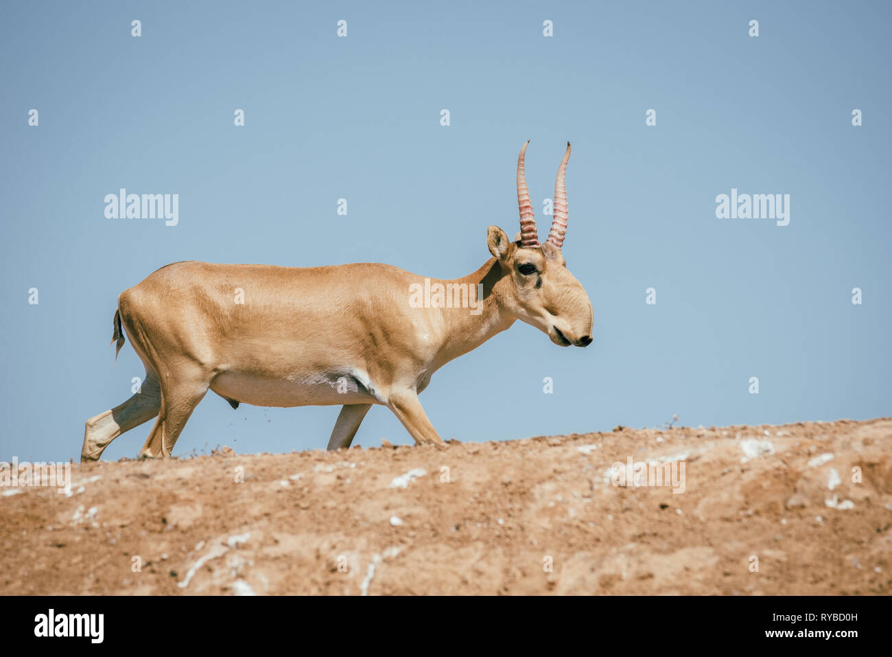 Powerful saiga male. Saiga tatarica is listed in the Red Book, Chyornye ...