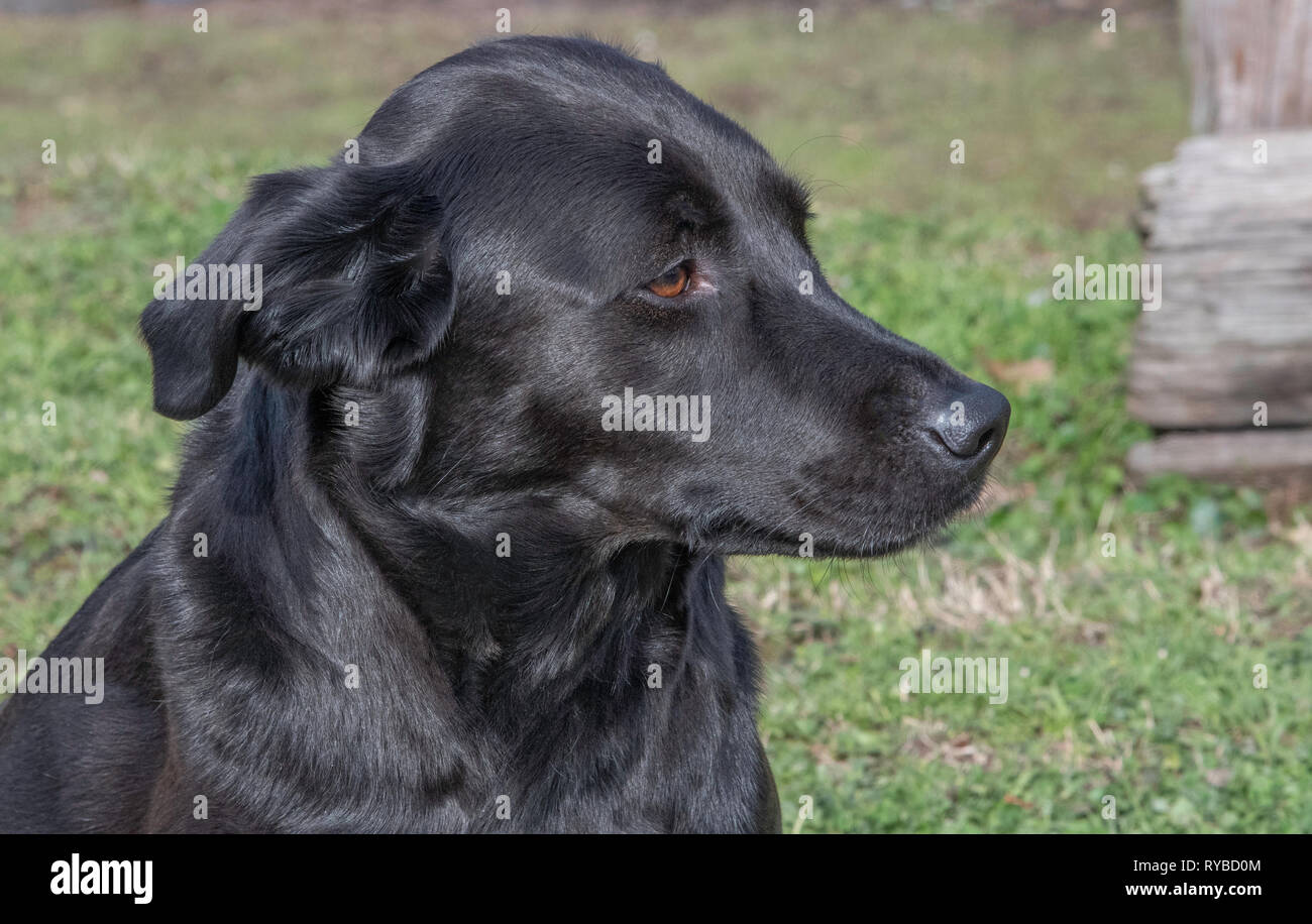 Black lab hunting hi-res stock photography and images - Alamy
