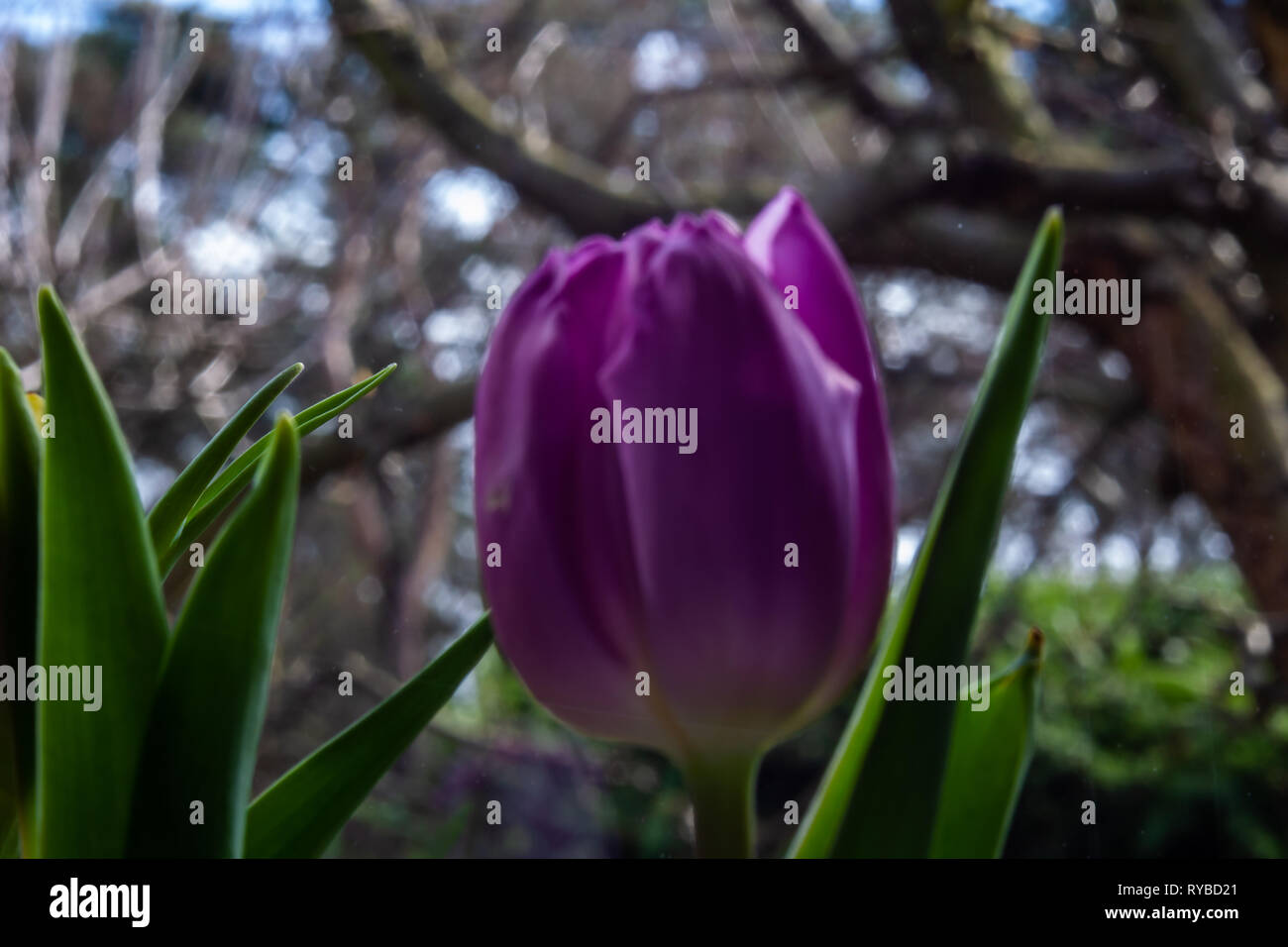 Spring colors of tulip flowers Stock Photo - Alamy