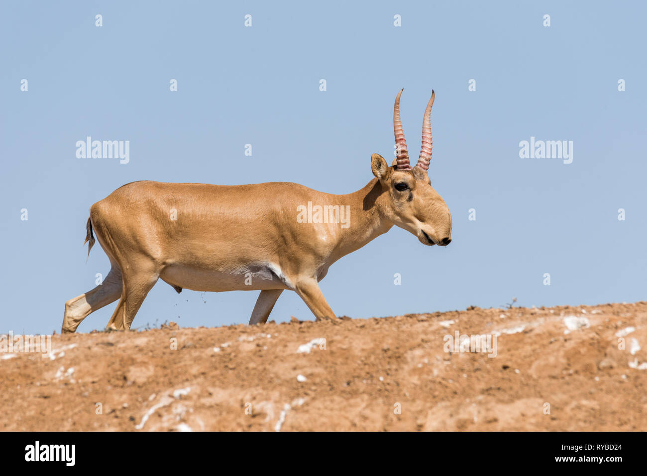 Powerful saiga male. Saiga tatarica is listed in the Red Book, Chyornye ...