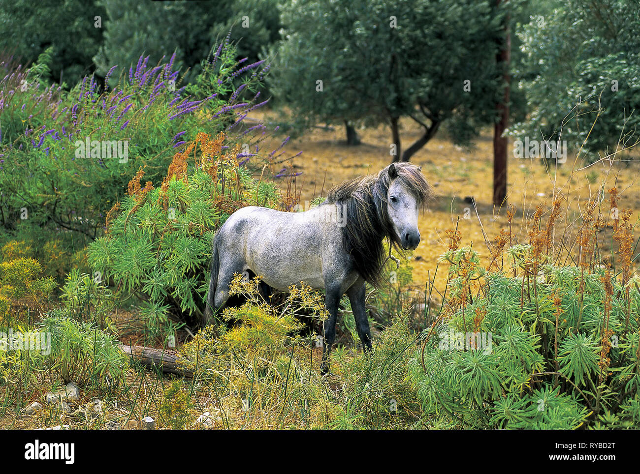 The Skyrian horse (Equus Cabalus Skyriano) is a special Greek horse ...