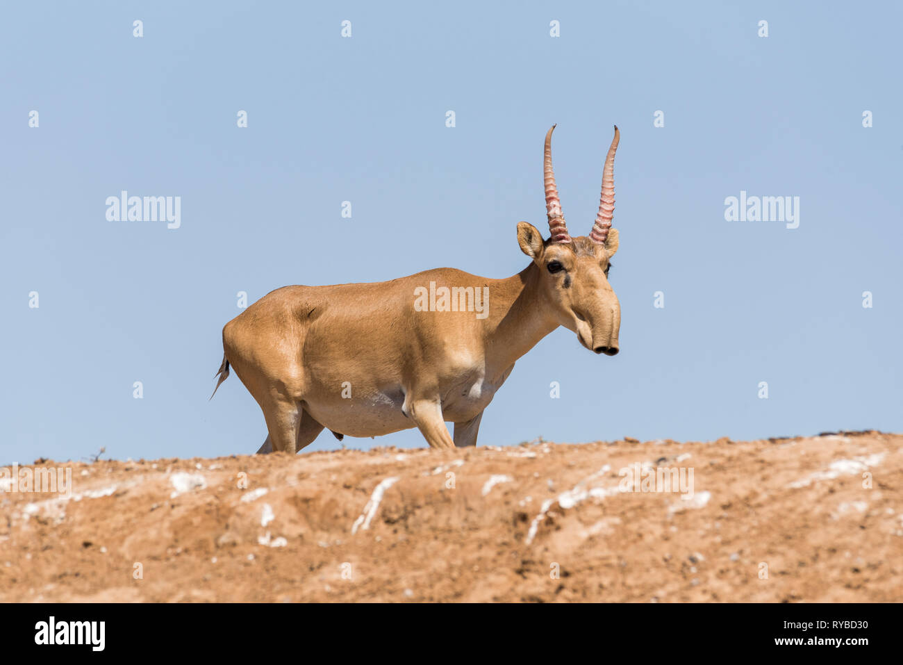 Powerful saiga male. Saiga tatarica is listed in the Red Book, Chyornye ...