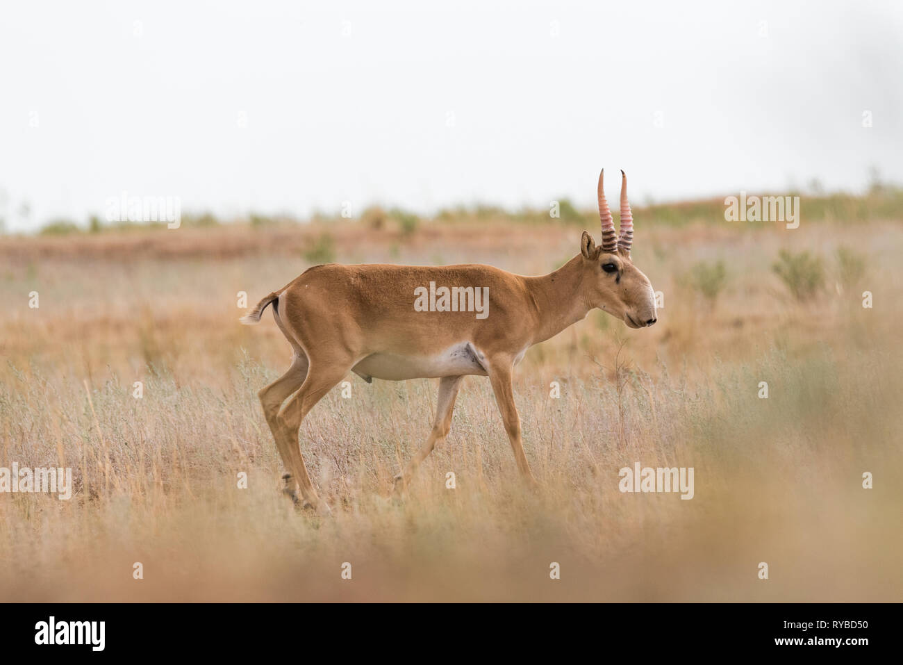Powerful saiga male. Saiga tatarica is listed in the Red Book, Chyornye ...