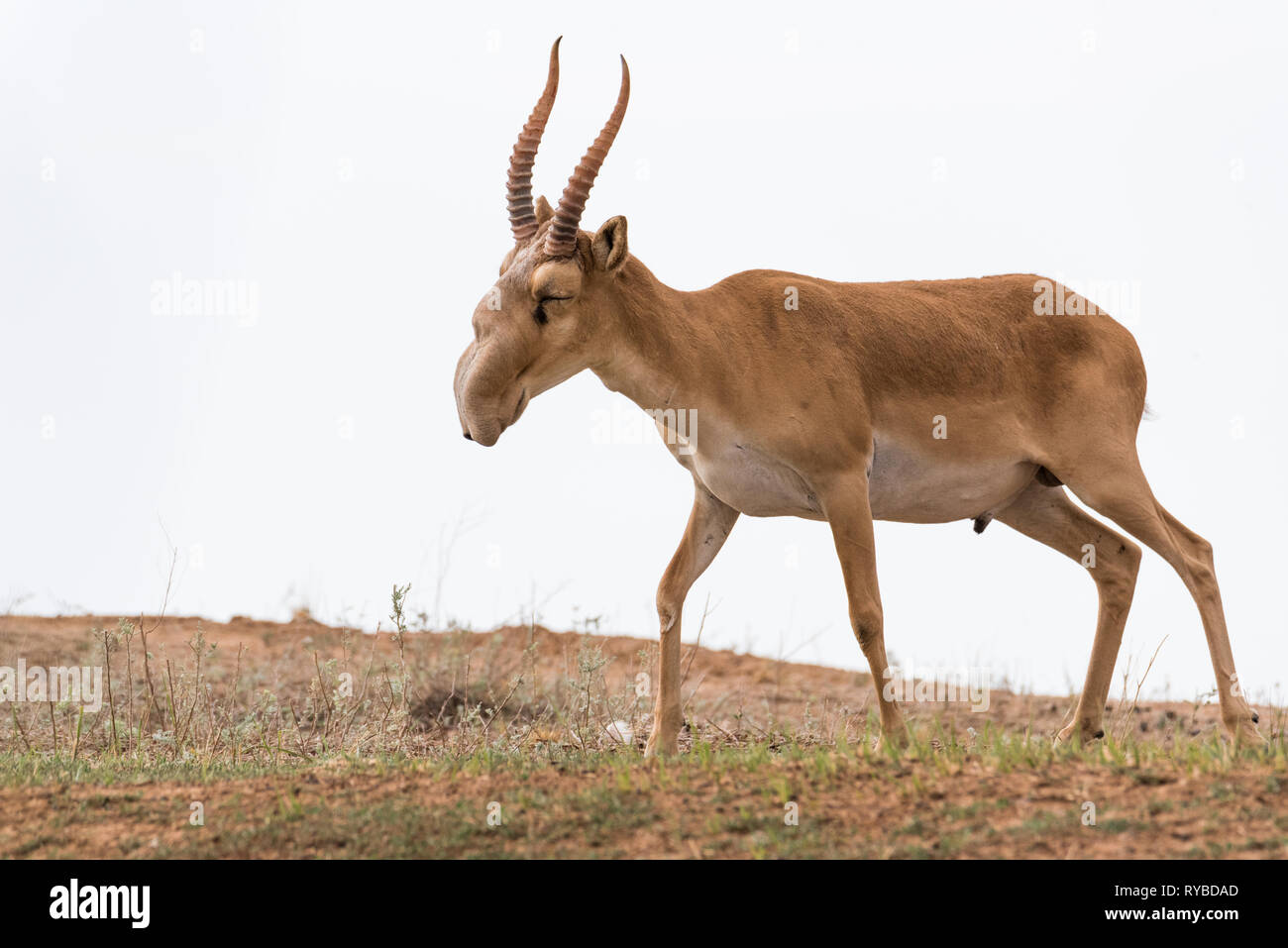 Powerful saiga male. Saiga tatarica is listed in the Red Book, Chyornye ...