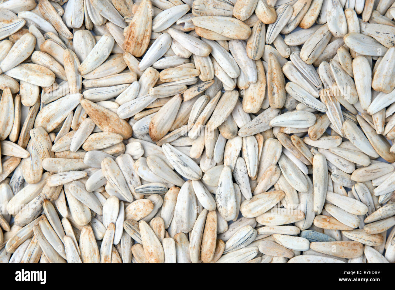 white roasted sunflower seeds with spices and salt top view. for ...