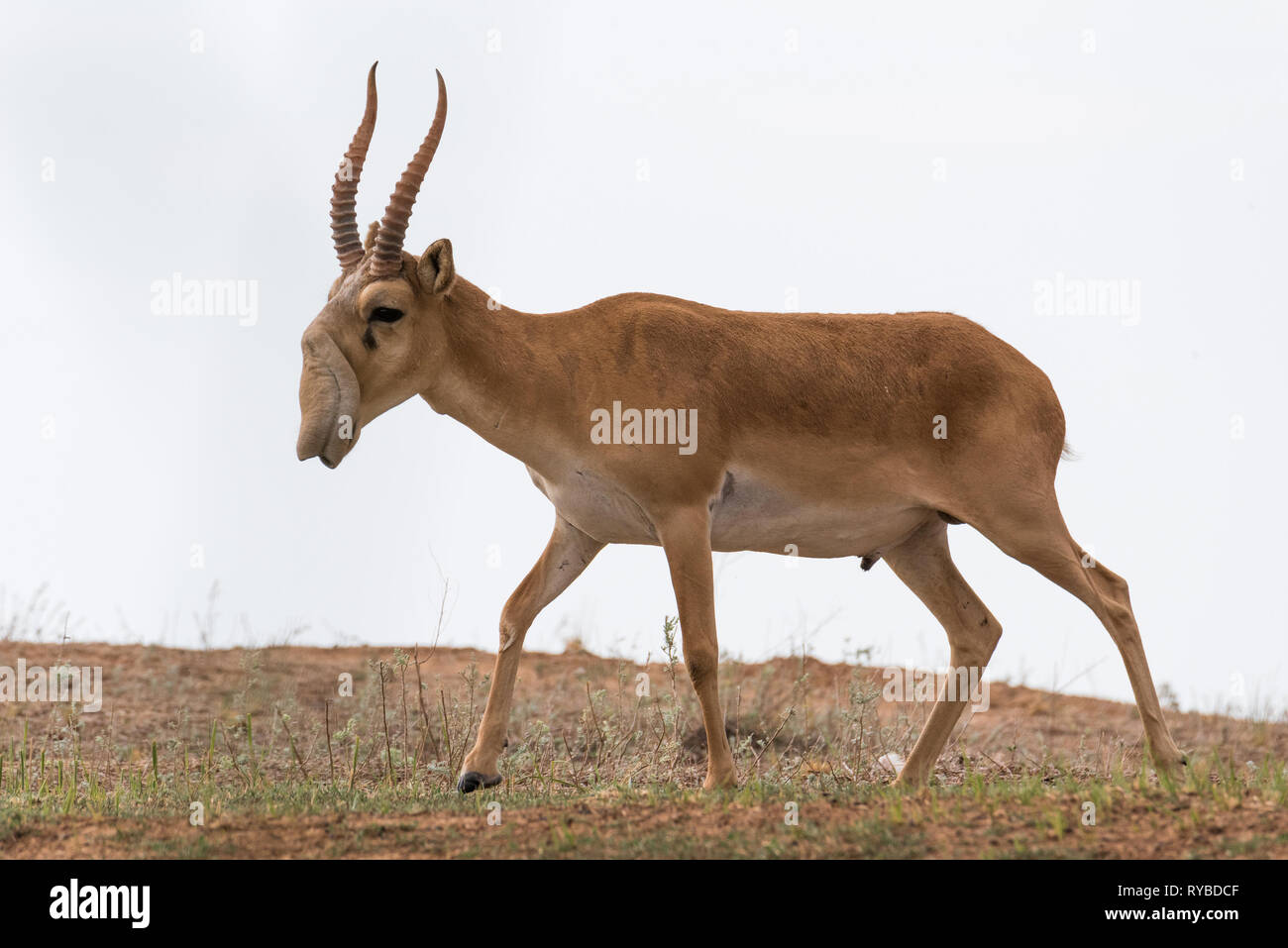 Powerful saiga male. Saiga tatarica is listed in the Red Book, Chyornye ...