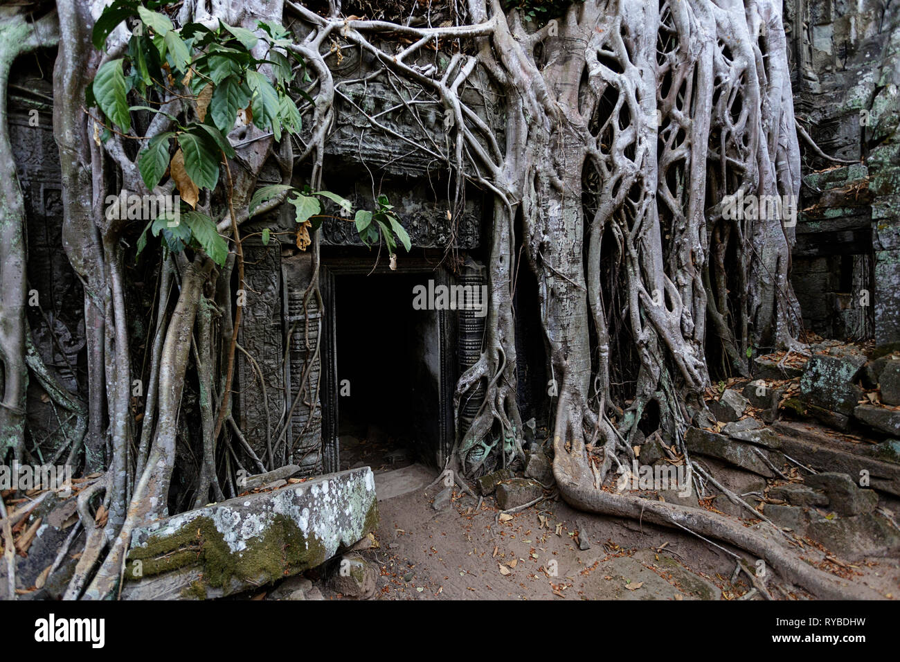 Roots growing over cambodian temple hi-res stock photography and images ...