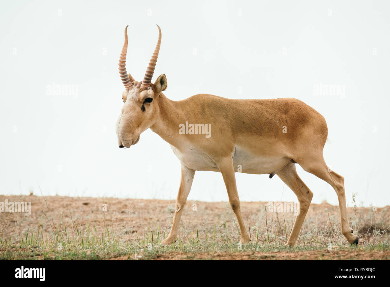 Powerful saiga male. Saiga tatarica is listed in the Red Book, Chyornye ...