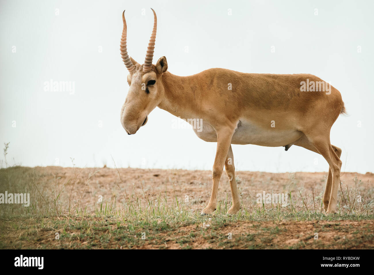 Powerful saiga male. Saiga tatarica is listed in the Red Book, Chyornye ...