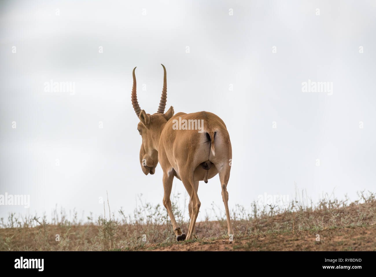 Powerful saiga male. Saiga tatarica is listed in the Red Book, Chyornye ...