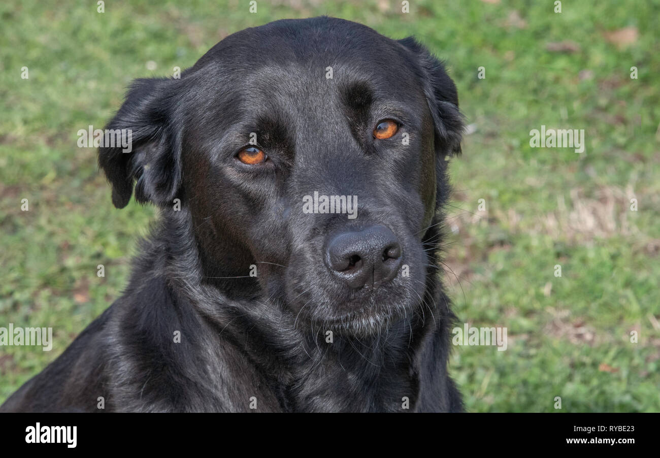 Black lab hunting hi-res stock photography and images - Alamy