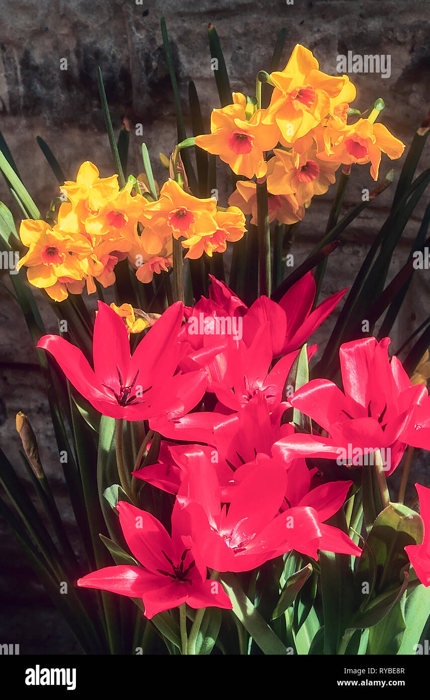 Group of Tulipa praestans 'Fusilier' against background of Narcissus ...