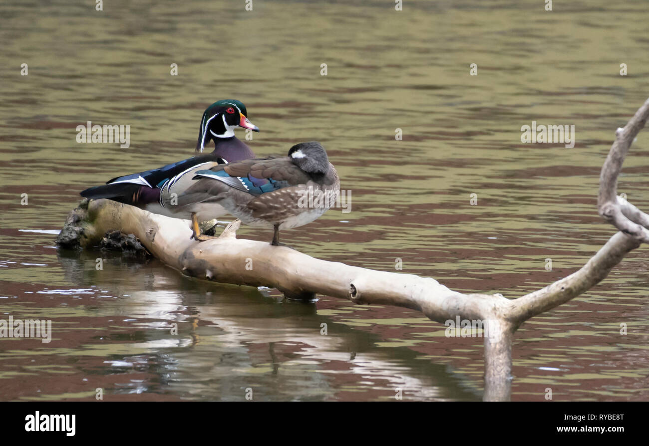 Male wood duck in wetland hi-res stock photography and images - Alamy