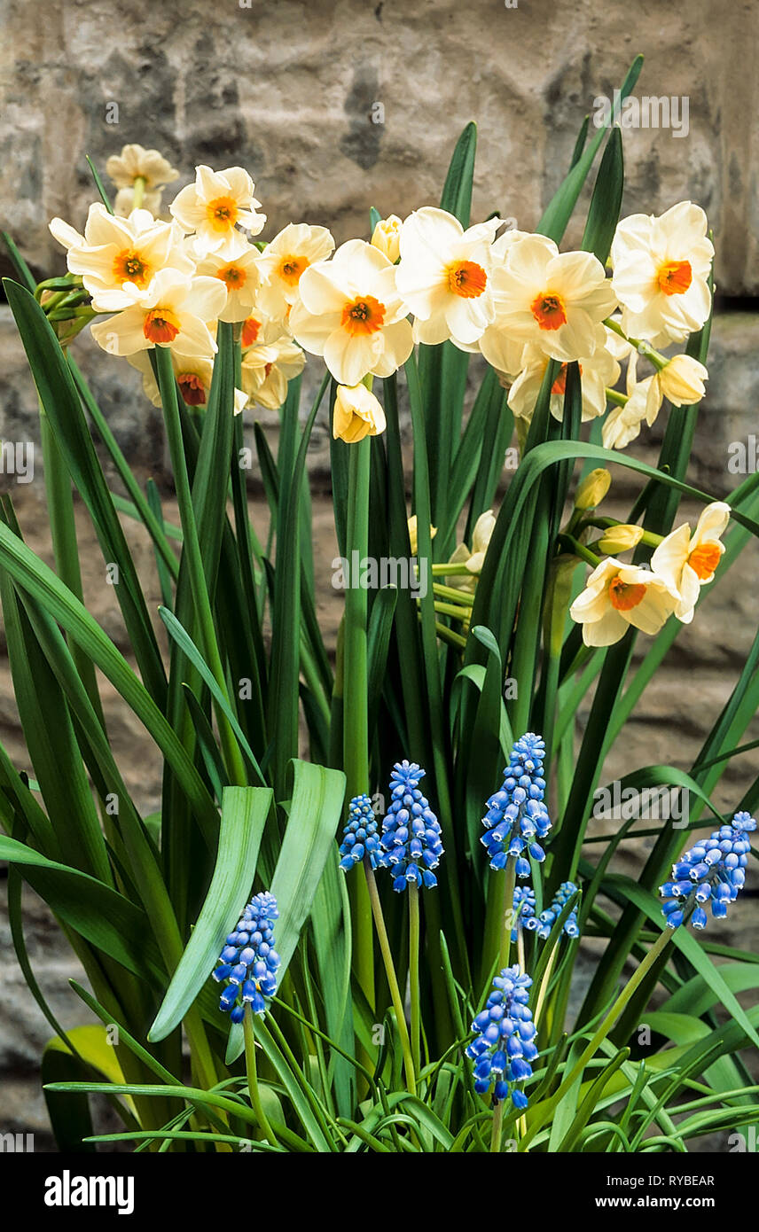 Group of Narcissus Geranium and Muscari Latifolium in border against a ...