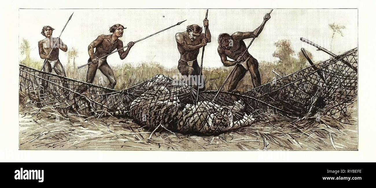 Tiger-Netting in Bengal: They Spear the Tiger As He Struggles in the ...