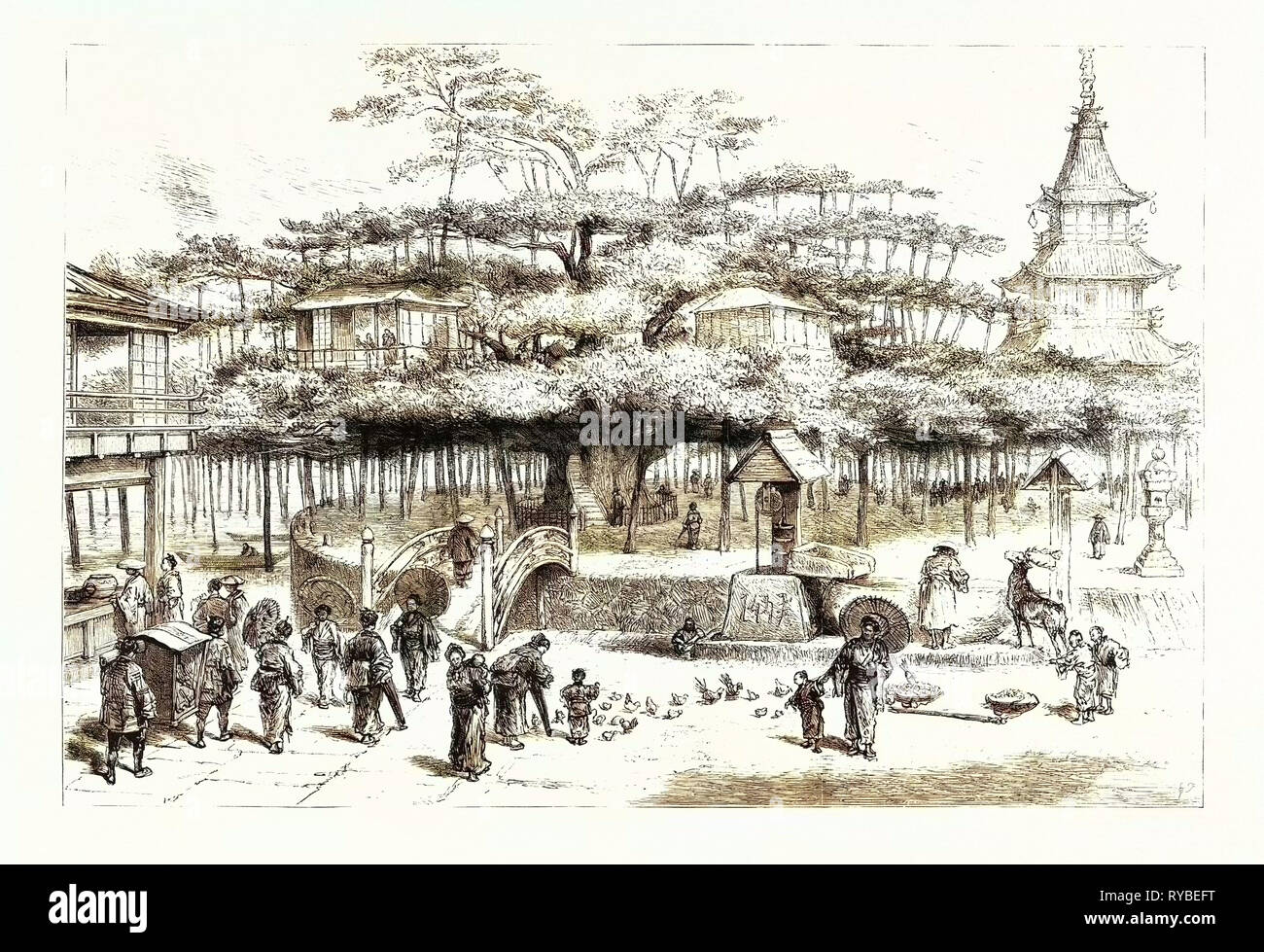 The Dai Matsu or Giant Pine Tree of Japan on the Western Shore of Lake ...