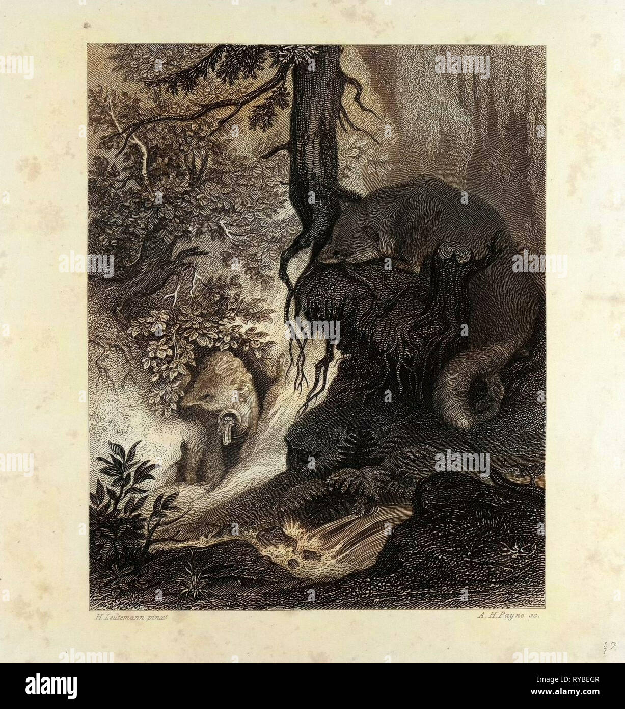 Old Reynard's Treasure Stock Photo - Alamy