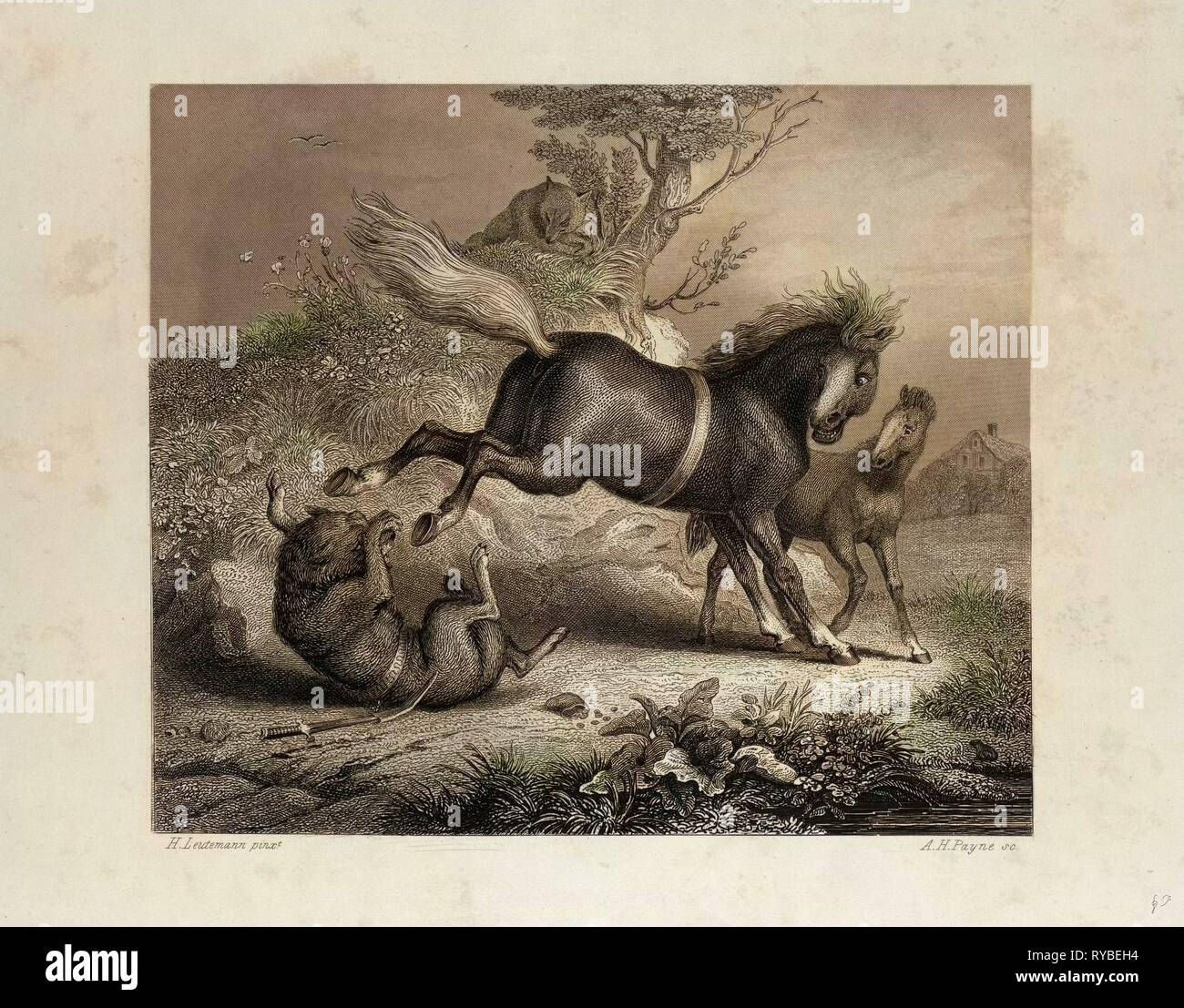 The Mare and the Wolf Stock Photo - Alamy
