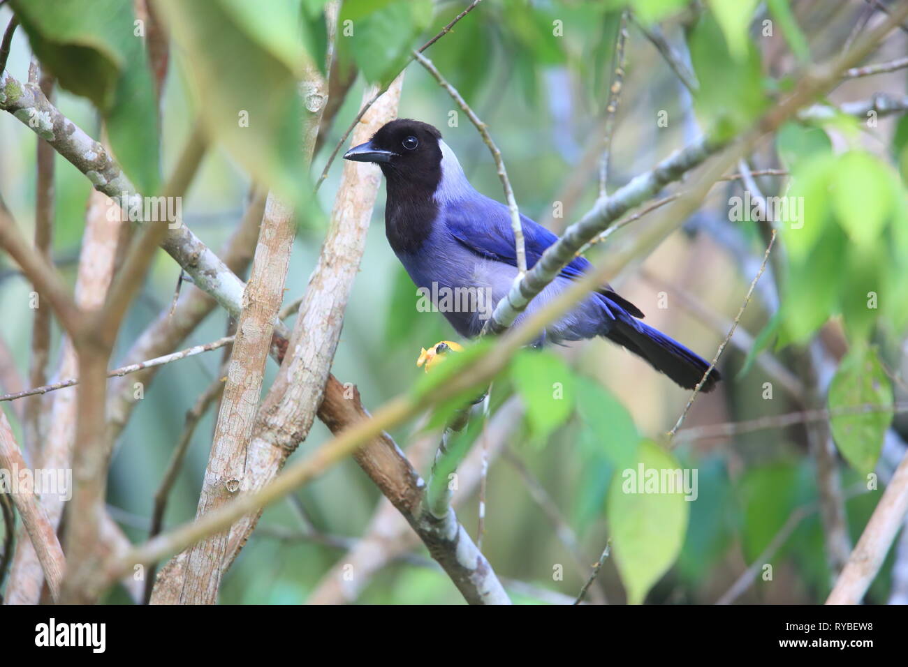 Cyanocorax violaceus hi-res stock photography and images - Alamy
