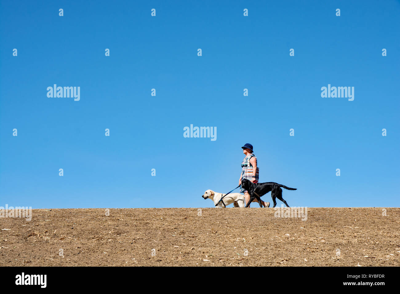 Lady walking two large dogs along an embankment, Bicentennial Park ...