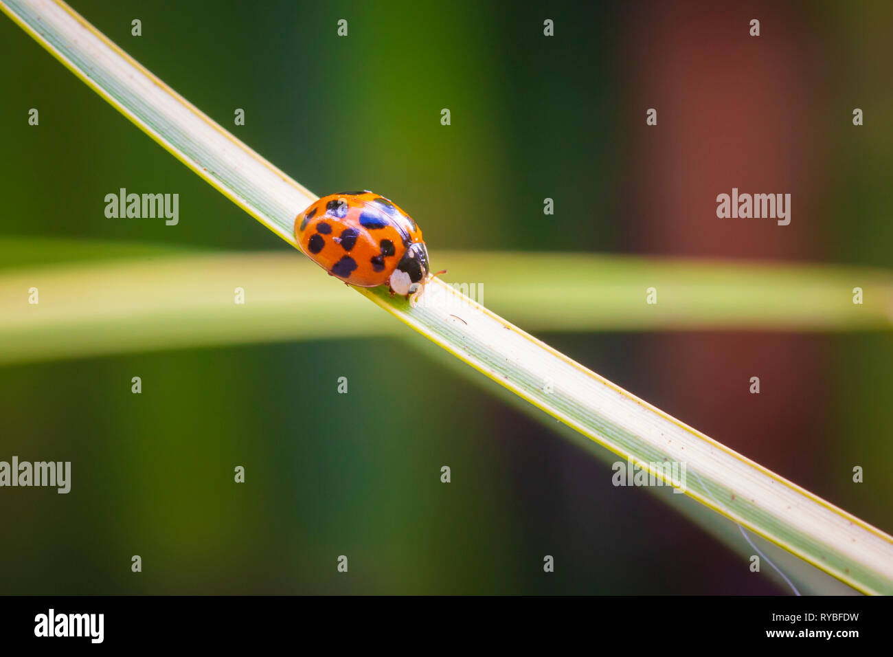 Red ladybug stripes hi-res stock photography and images - Alamy