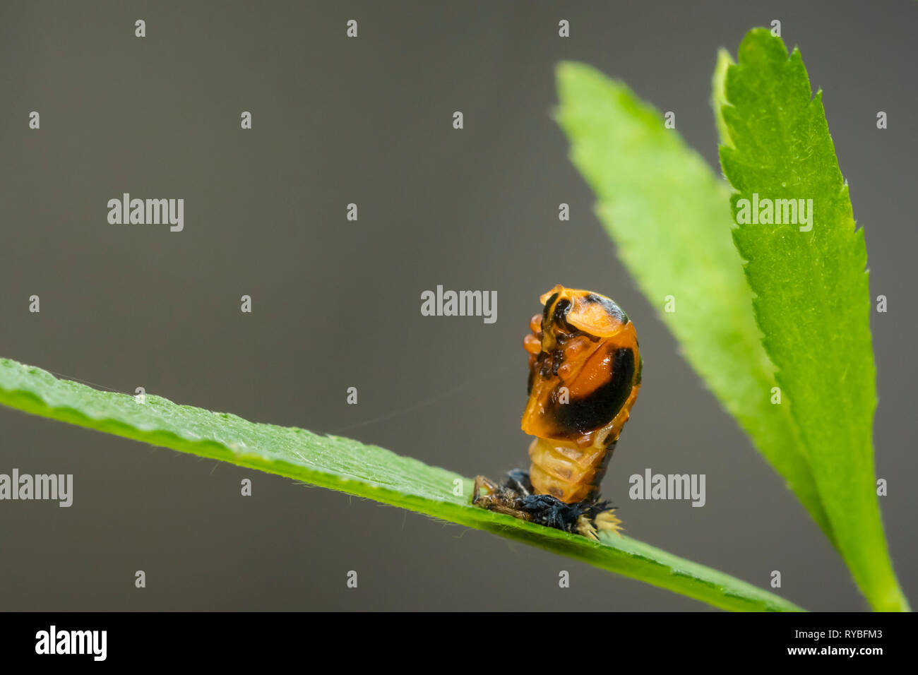 Larval stage of ladybug hi-res stock photography and images - Alamy