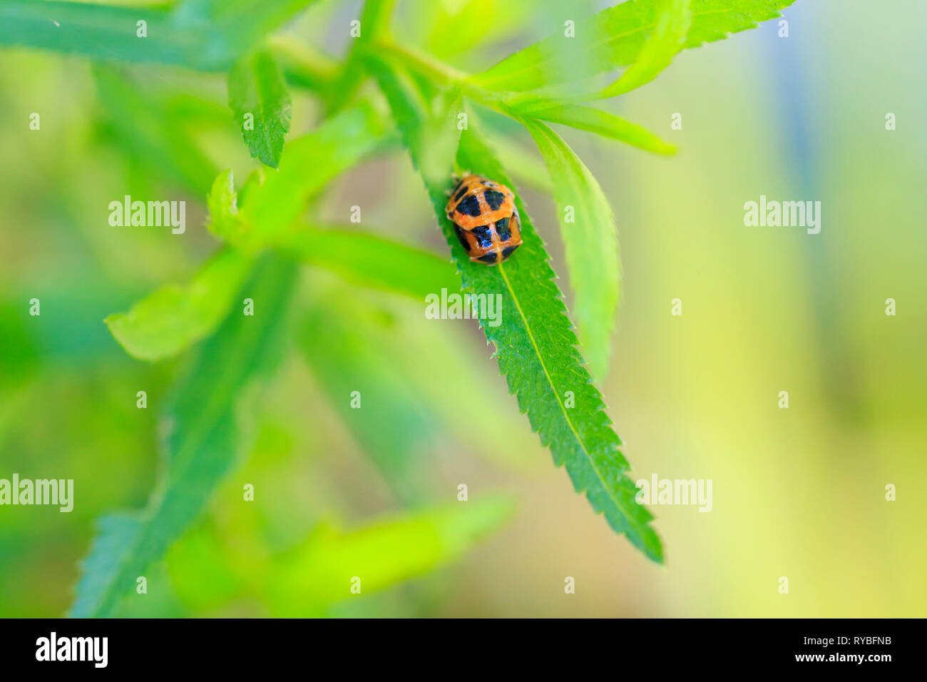 Ladybug insect larva or pupacloseup. Pupal stage on green vegetation ...