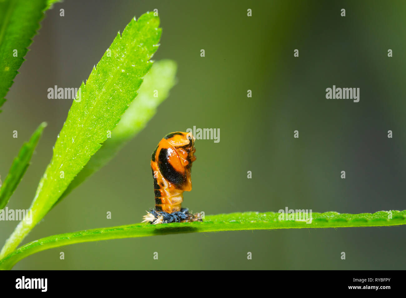Pupa ladybug hi-res stock photography and images - Alamy