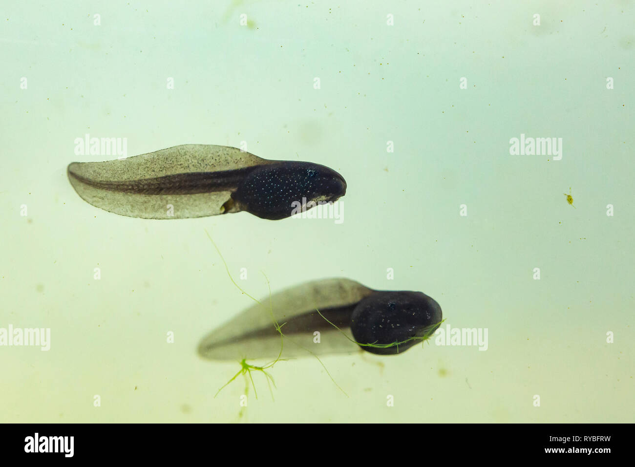 Natural underwater view on a tadpole swimming in water with algeas ...